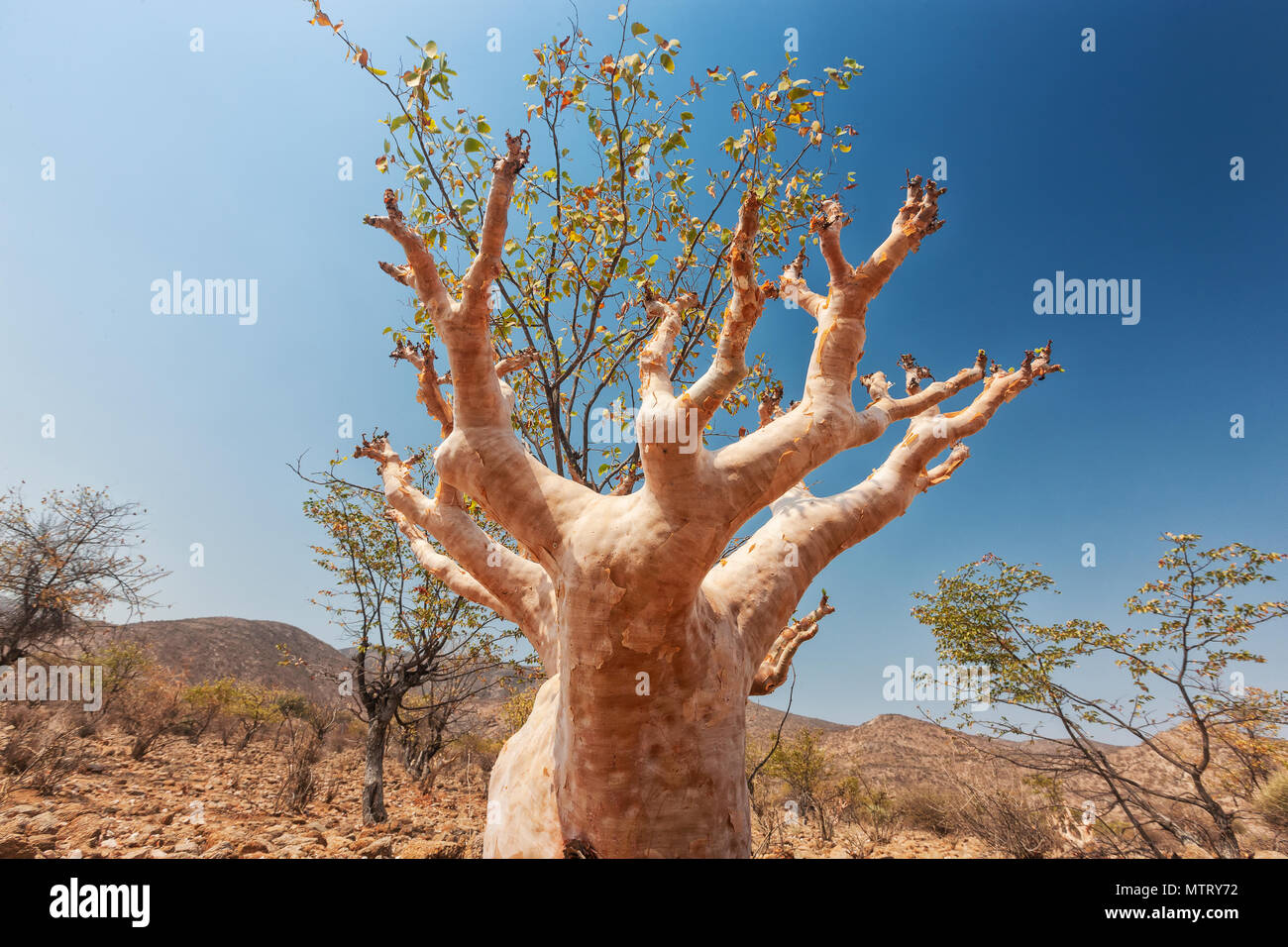 Rare African tree, known as white Baobab Stock Photo - Alamy