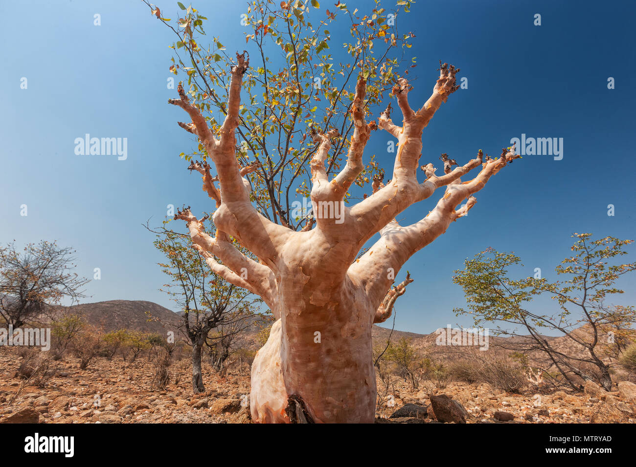 Rare African tree, known as white immersion Stock Photo - Alamy