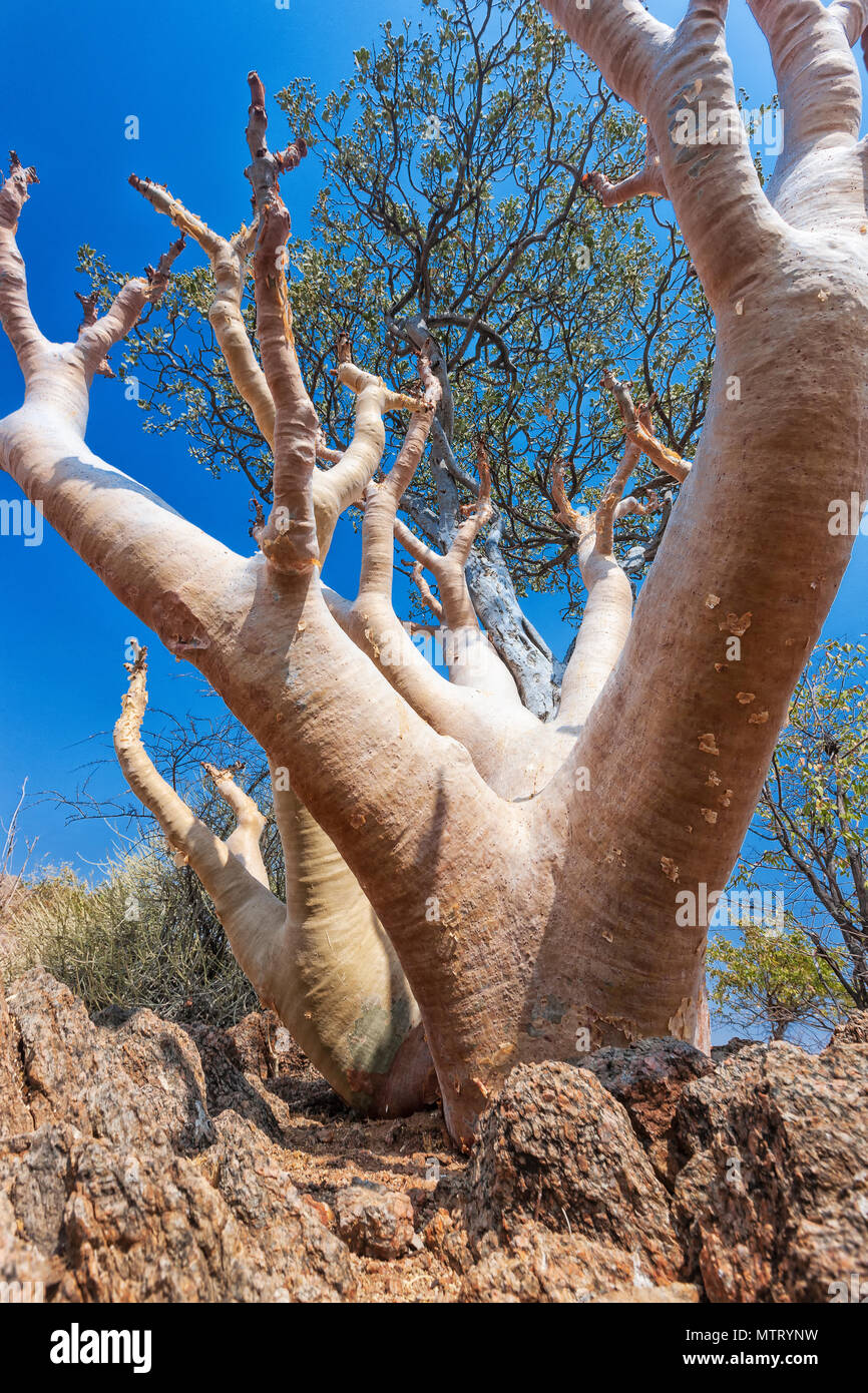 Rare African tree, known as white immersion Stock Photo - Alamy