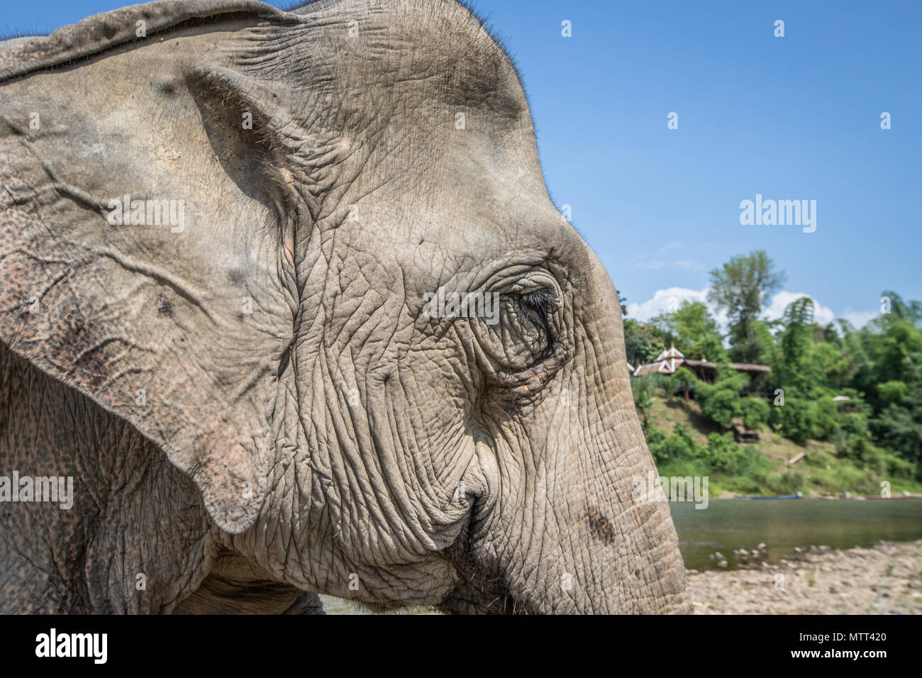 Asia elephant hi-res stock photography and images - Alamy