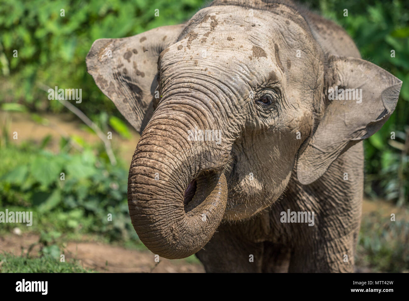 Happy baby elephant Stock Photo - Alamy