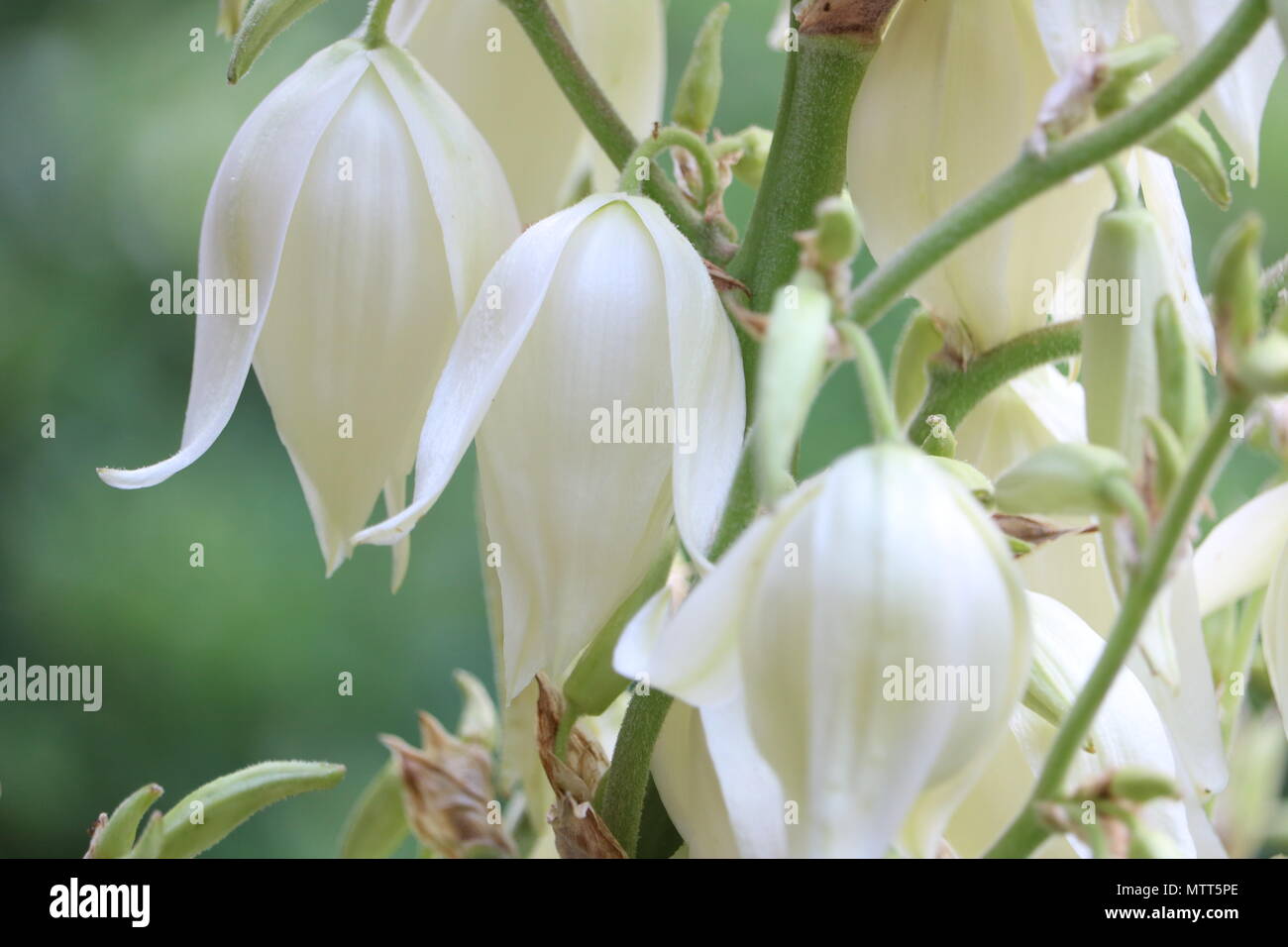 Yucca flowers hi-res stock photography and images - Alamy