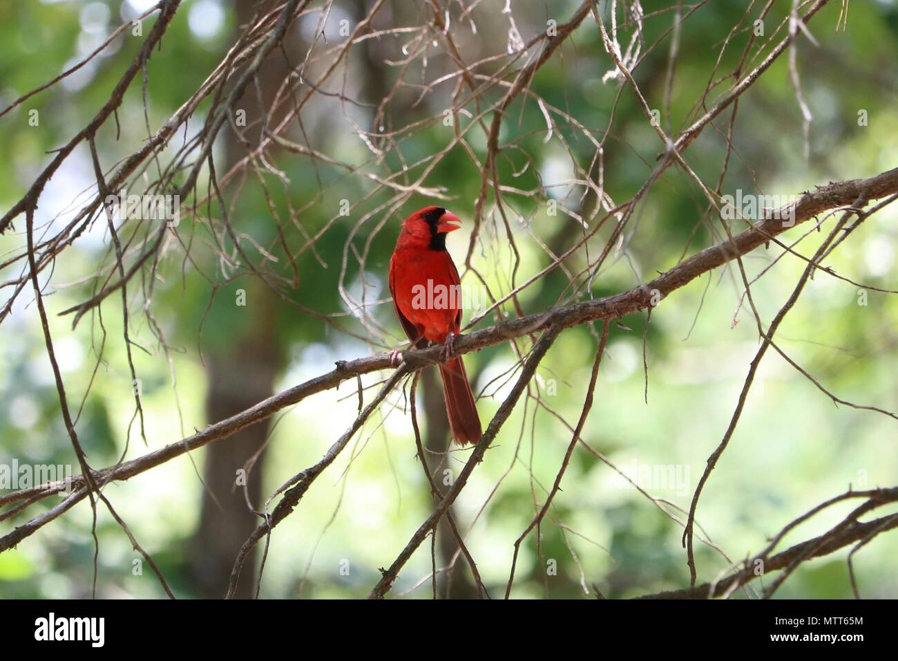 Male cardinal singing on a tree branch Stock Photo - Alamy