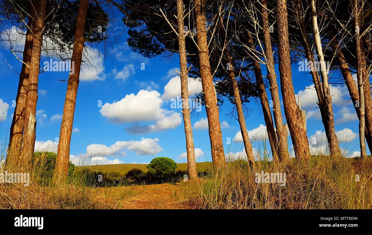autumn fall countryside with colorful leaves, green grass, trees and ...