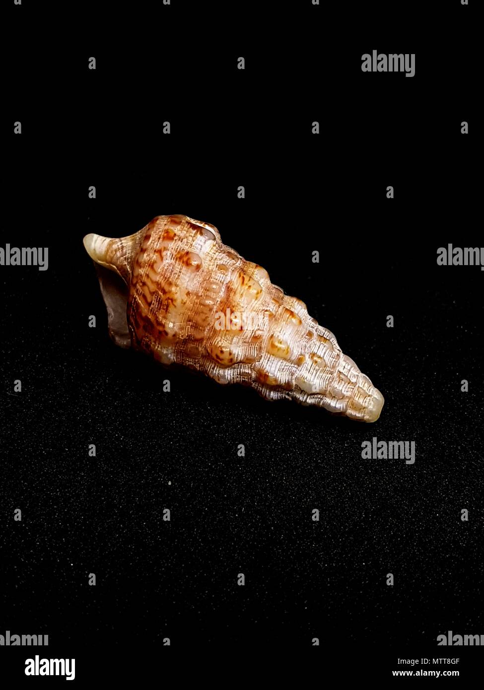 seashell isolated on black background Stock Photo - Alamy