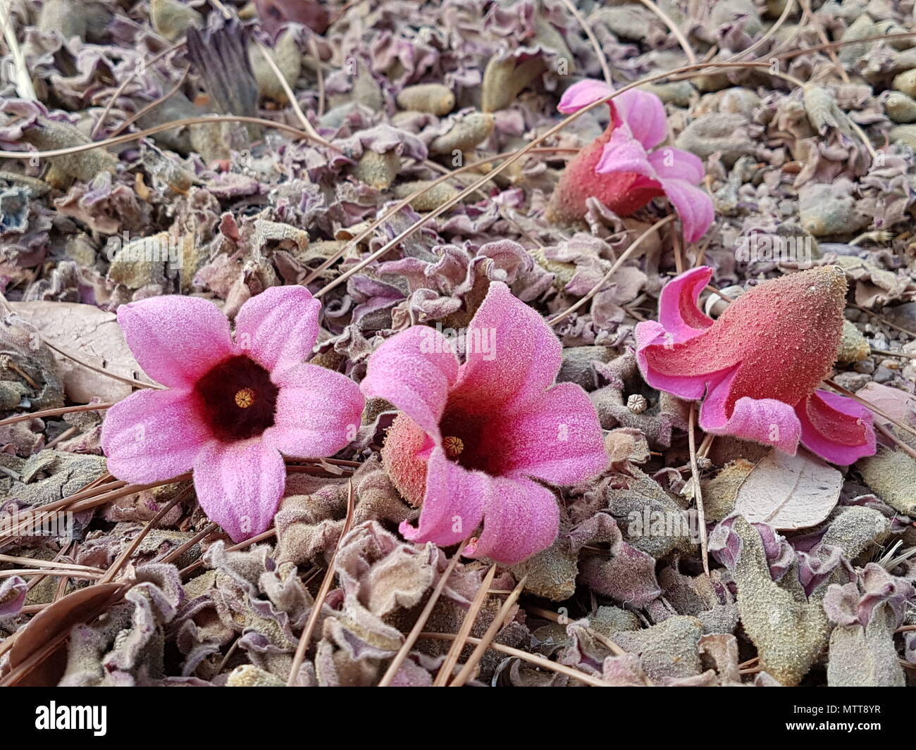 Brachychiton flowers hi-res stock photography and images - Alamy