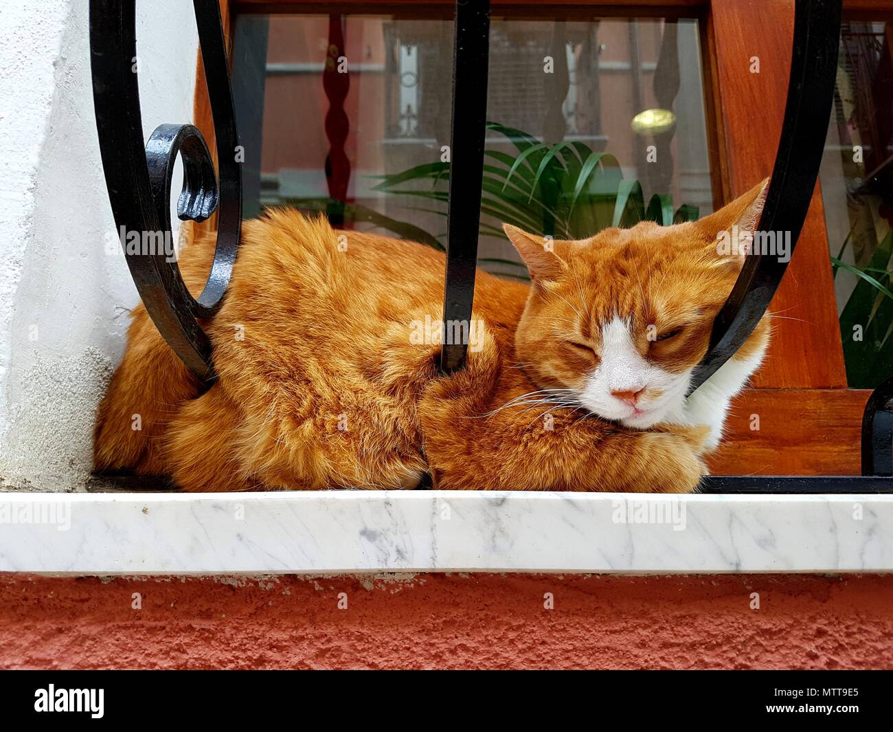 Funny cat sleeping hi-res stock photography and images - Alamy