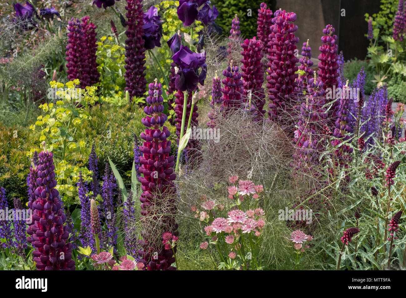 Stunning purple lupin flowers in garden, with green foliage in ...