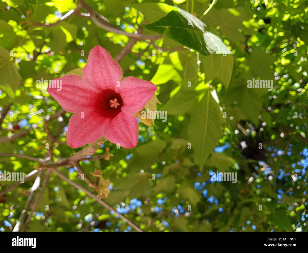 beautiful pink Brachychiton bidwillii flowers on a tree Stock Photo - Alamy