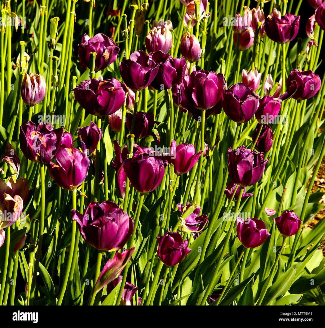 Purple blooming tulips green hi-res stock photography and images - Alamy