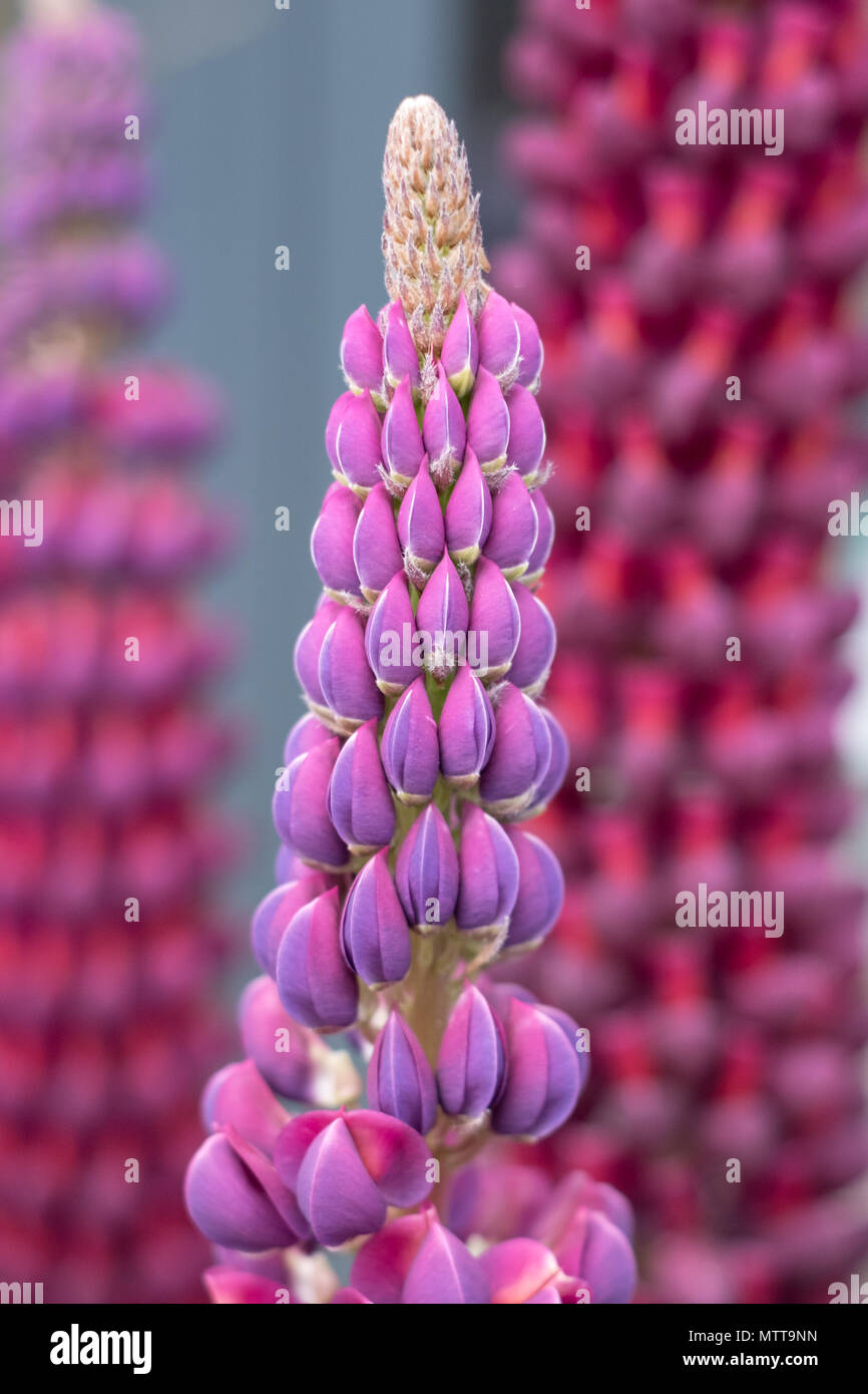 Lupins flower flowers chelsea lupin show hi-res stock photography and ...