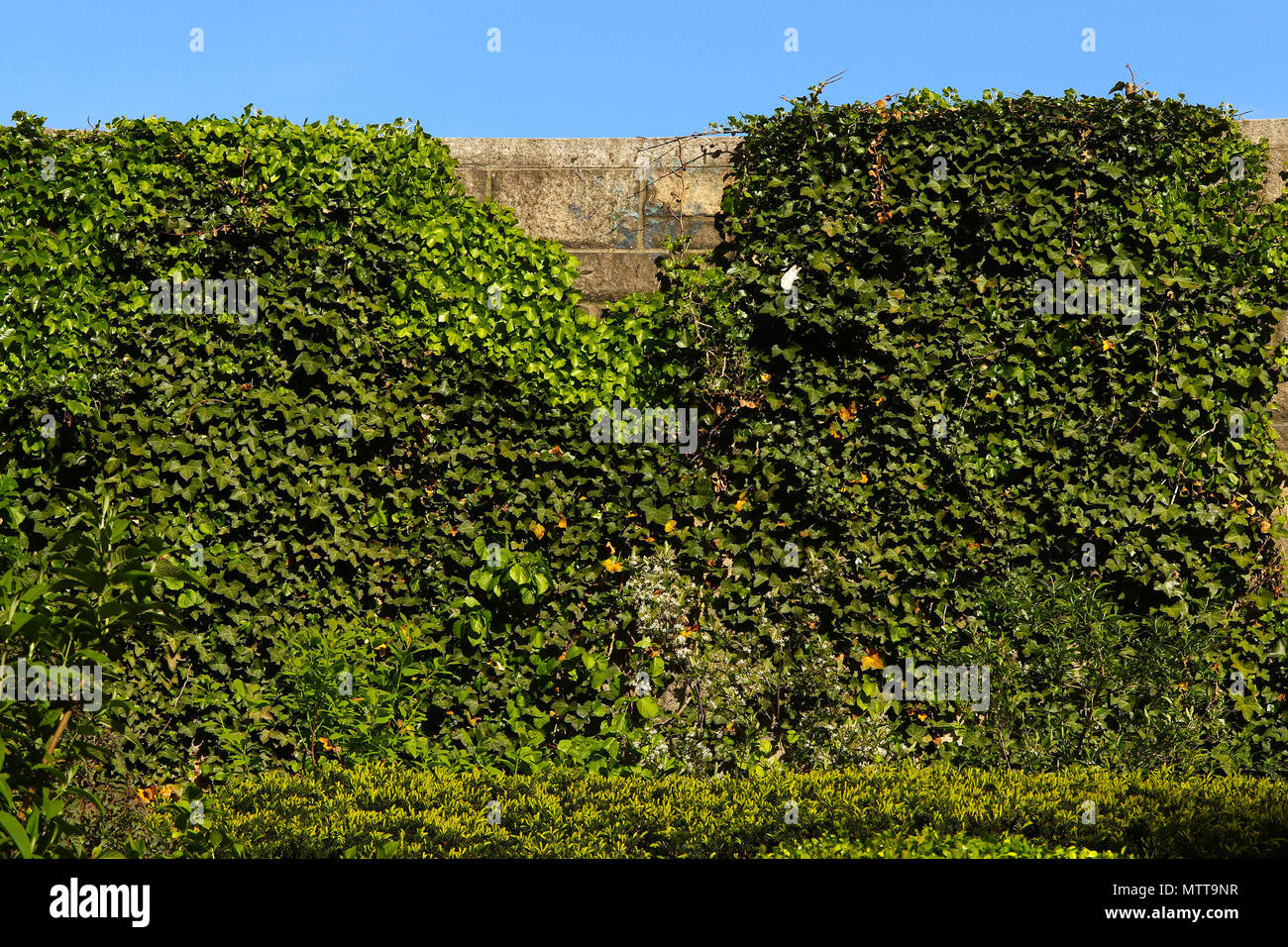 Creeping ivy plants hi-res stock photography and images - Alamy