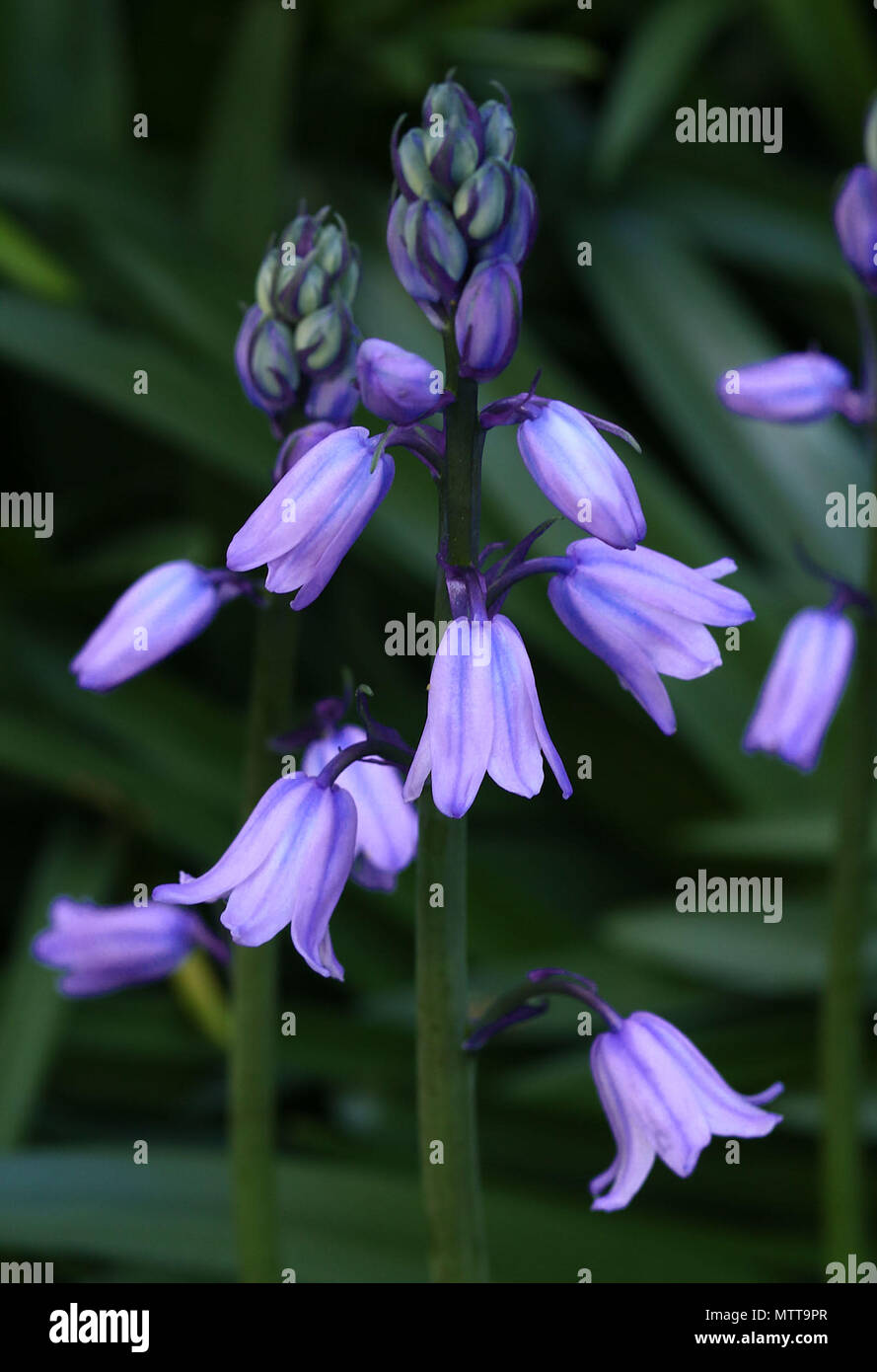 Bluebell Flower Buds Stock Photos & Bluebell Flower Buds Stock Images ...