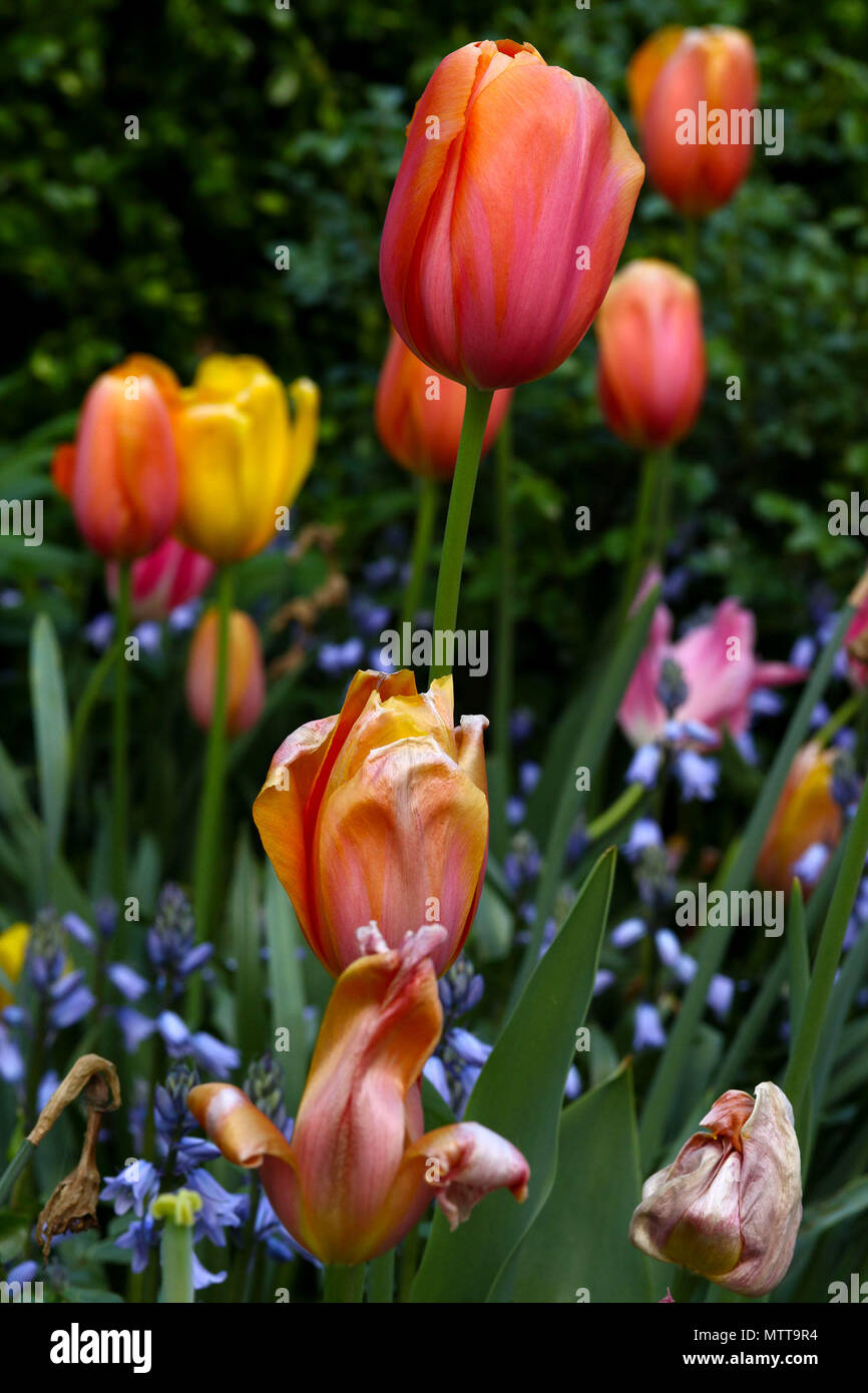 Orange tulip wallpaper hi-res stock photography and images - Alamy