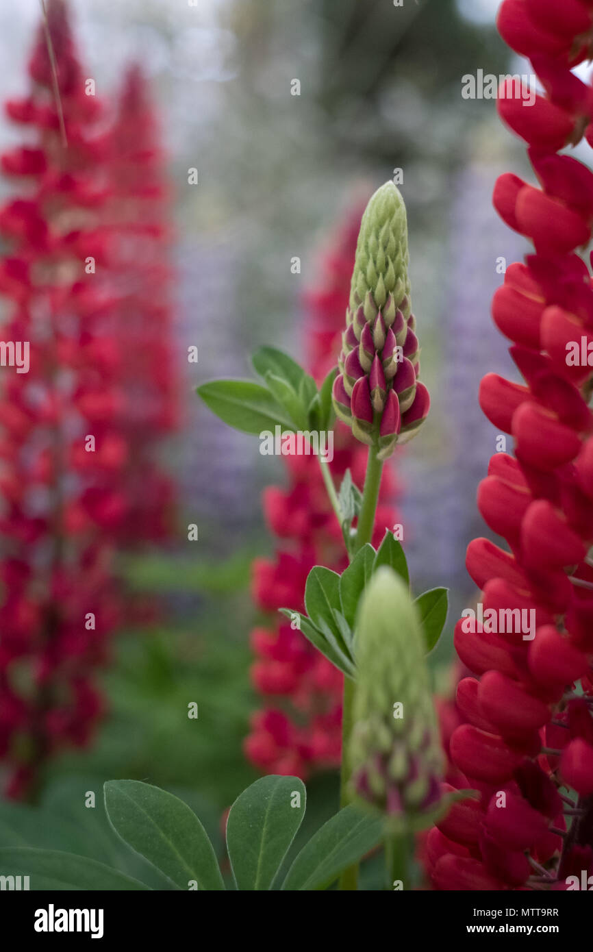 Stunning red lupin flowers with green foliage, photographed at the ...