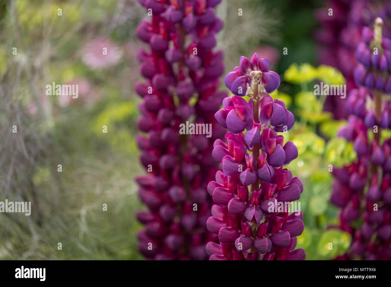 Stunning purple lupin flowers in garden, with green foliage in ...