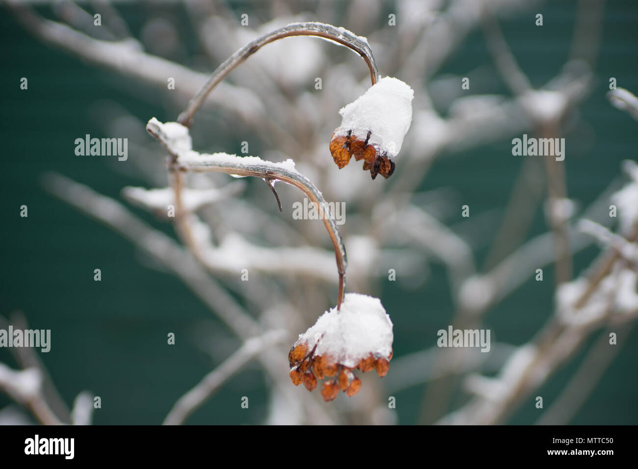 Dry red berries on a bush covered with ice and snow Stock Photo - Alamy