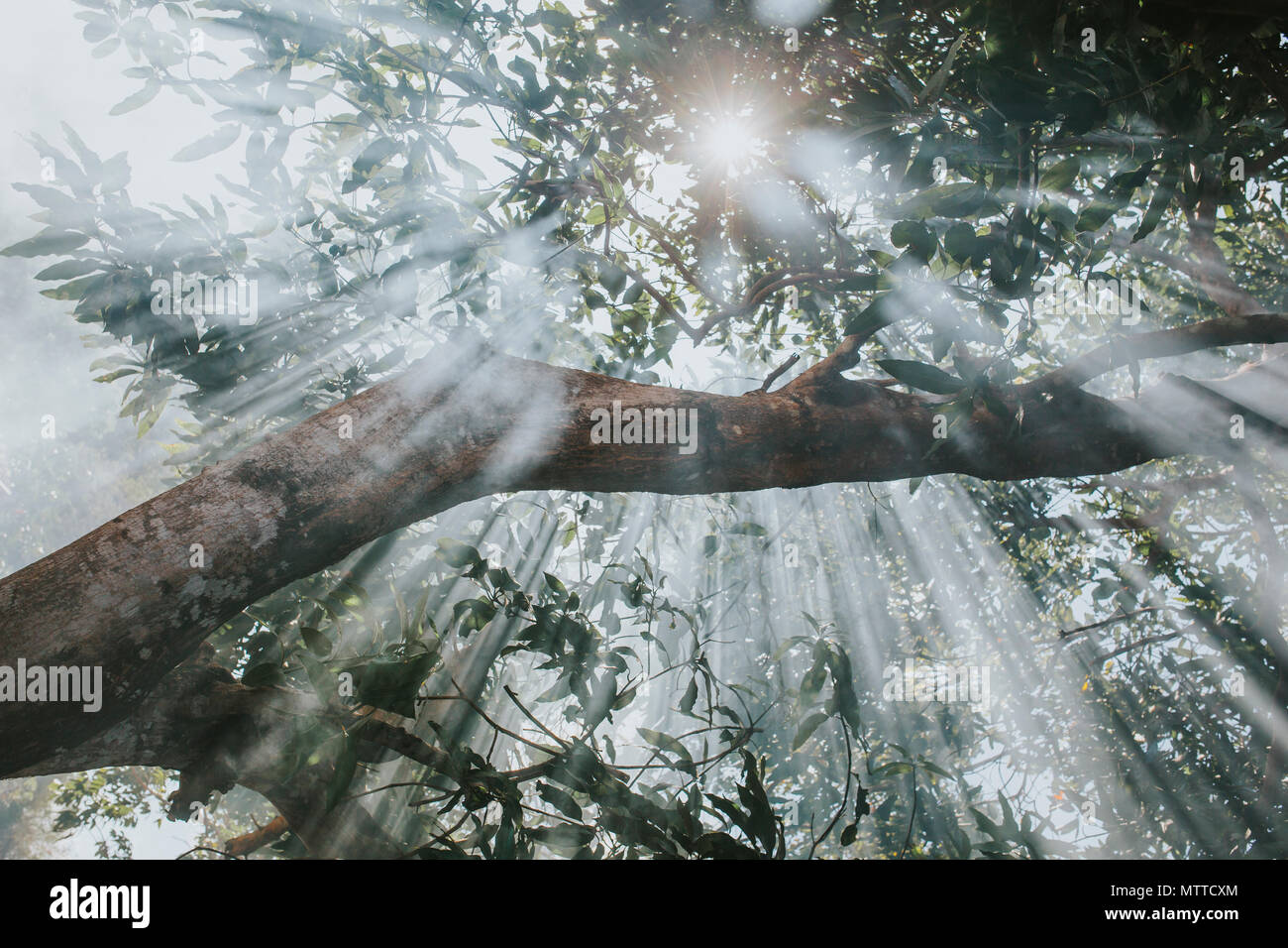 Sunlight leaking through the branches and leafs Stock Photo - Alamy