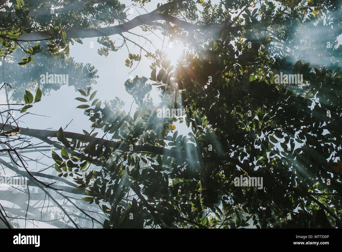 Sun light leaks through tree hi-res stock photography and images - Alamy