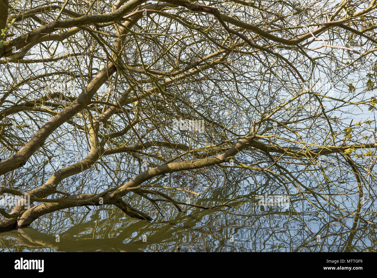A mass of leafless branches with their reflections in the water of a ...