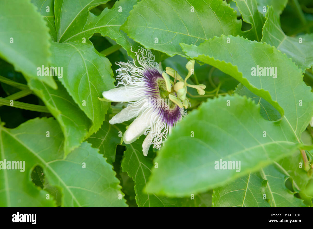 Granadilla flower hi-res stock photography and images - Alamy