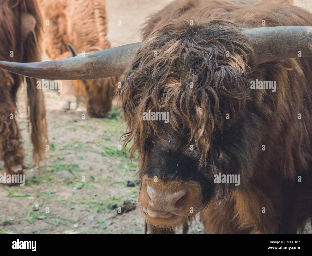 scottish bull and his tongue close-up Stock Photo - Alamy