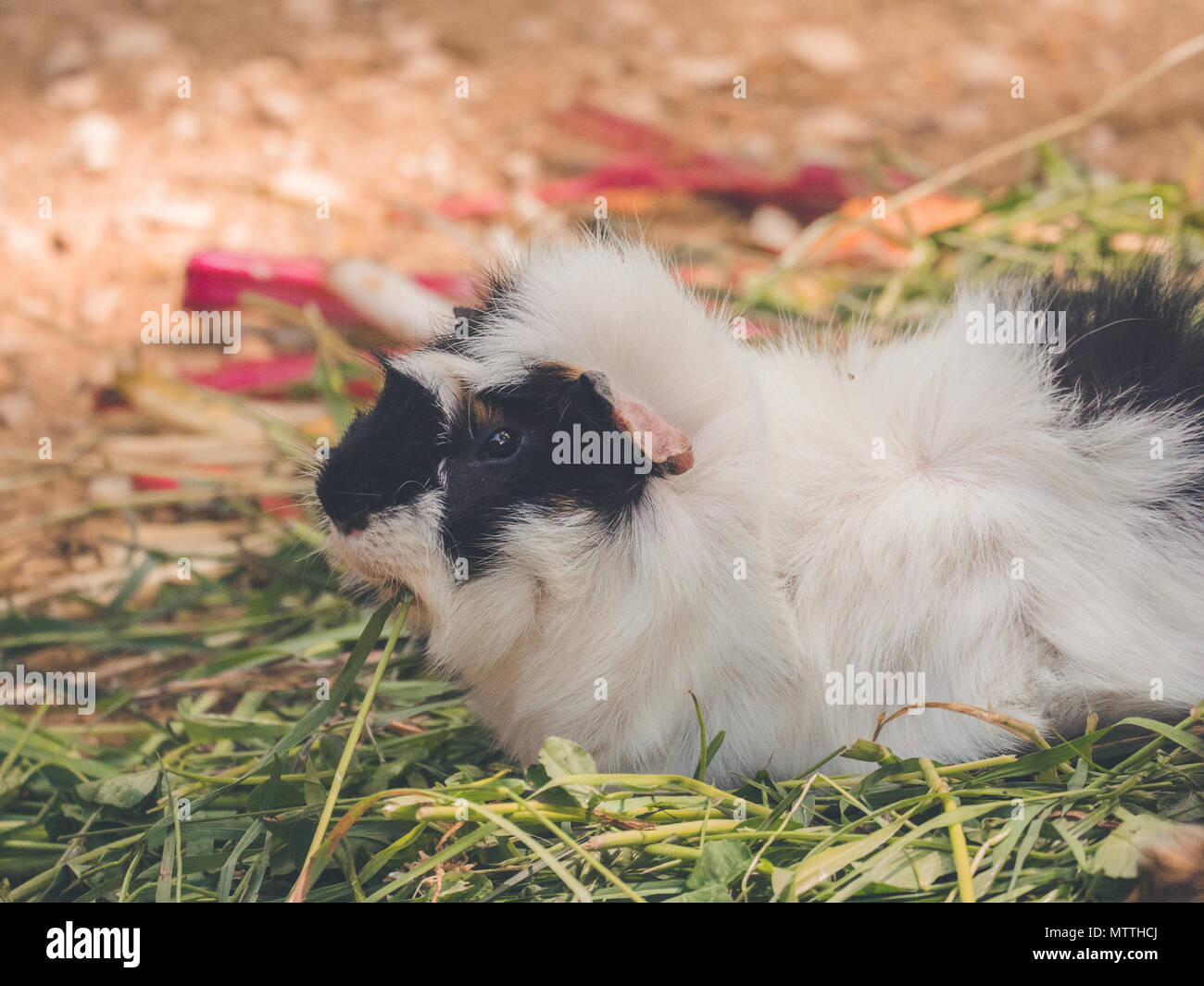 Grass guinea pigs hi-res stock photography and images - Alamy