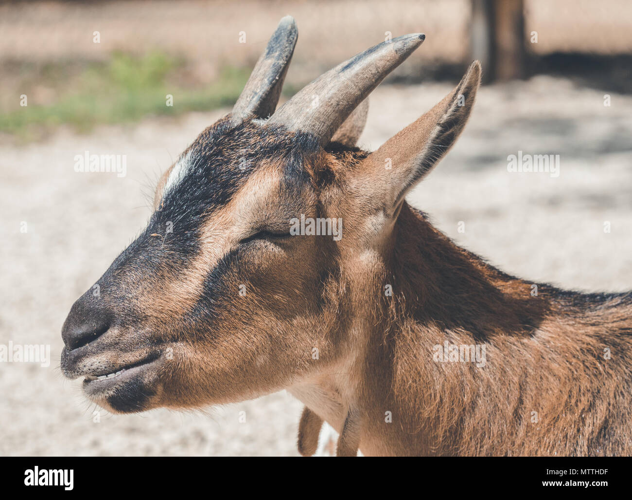 a goat that sleeps in the sun, close-up Stock Photo - Alamy