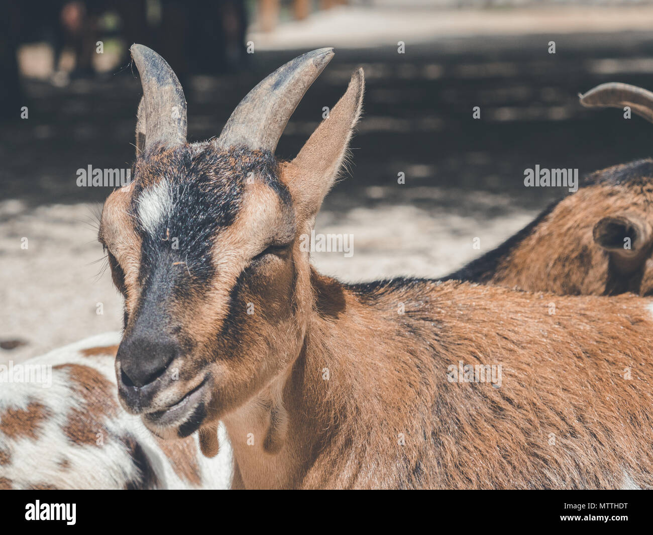 Sleeps standing up hi-res stock photography and images - Alamy