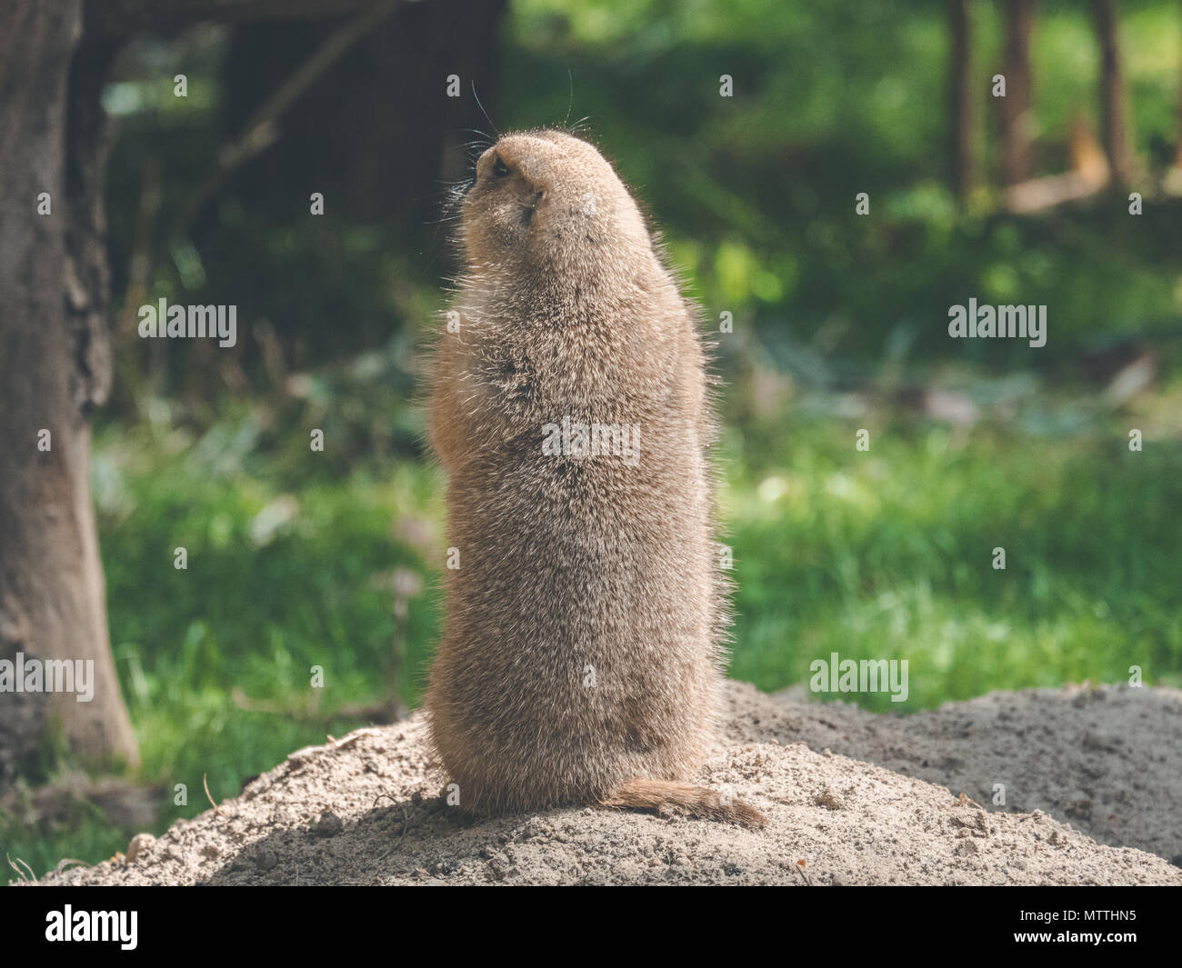 Praire dog standing hi-res stock photography and images - Alamy