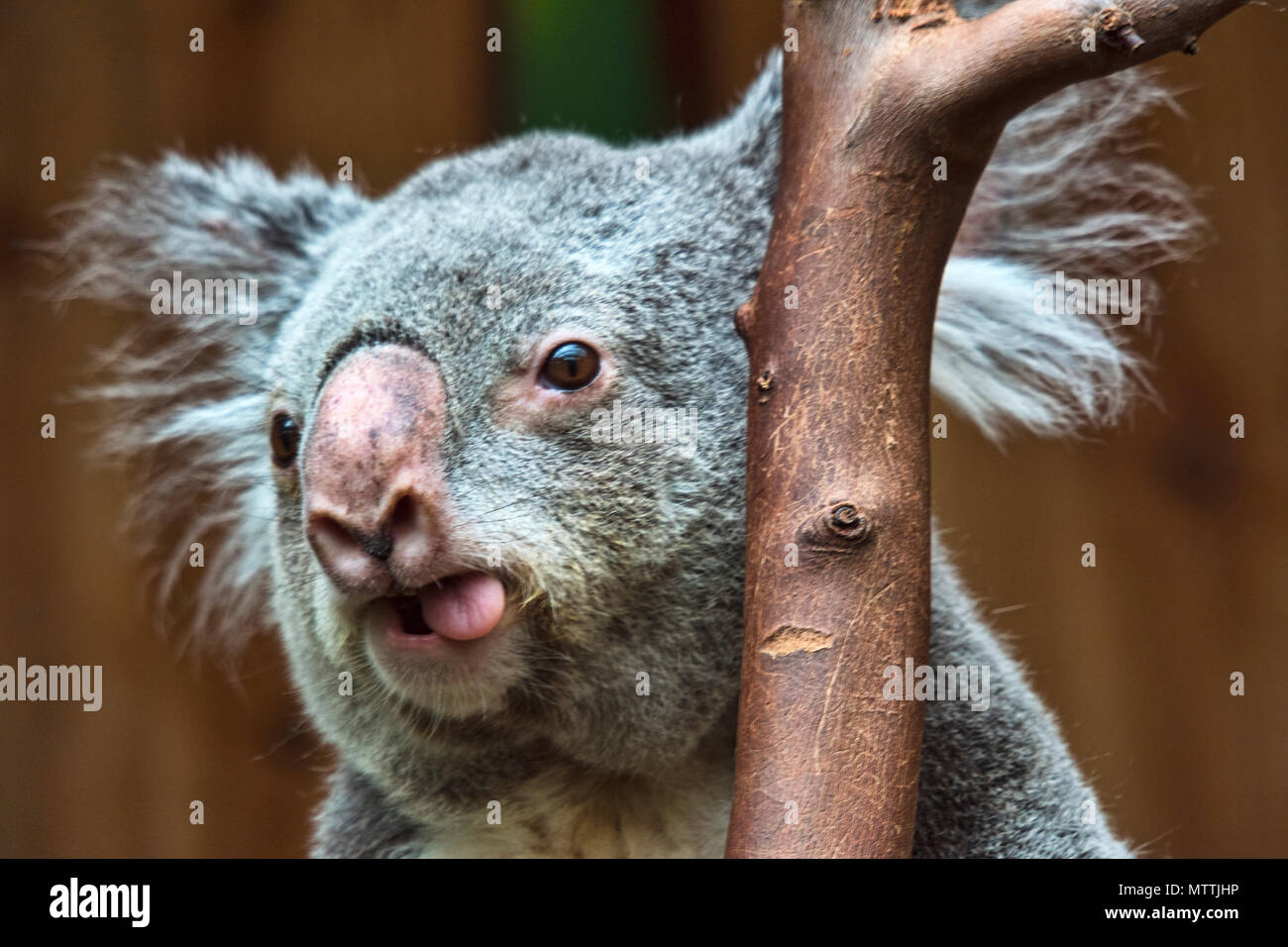 Edinburgh zoo hi-res stock photography and images - Alamy