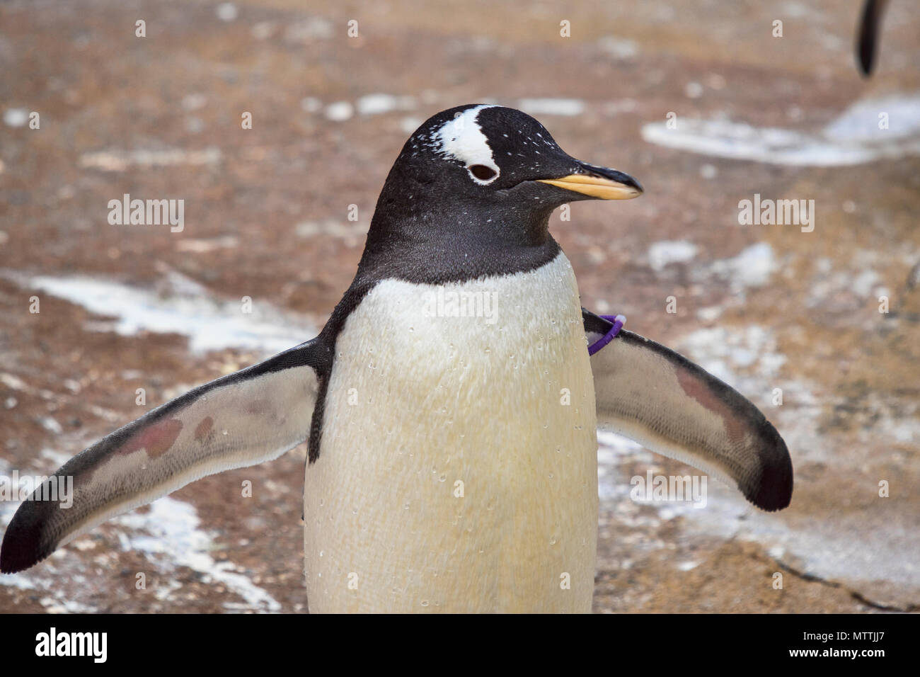 Penguins scotland zoo hi-res stock photography and images - Alamy