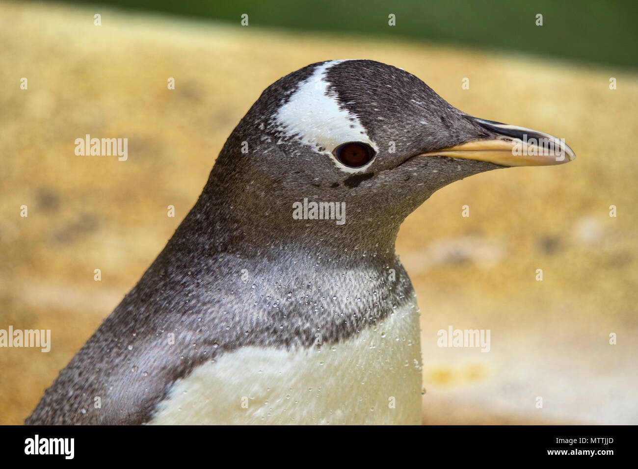 Penguins scotland zoo hi-res stock photography and images - Alamy