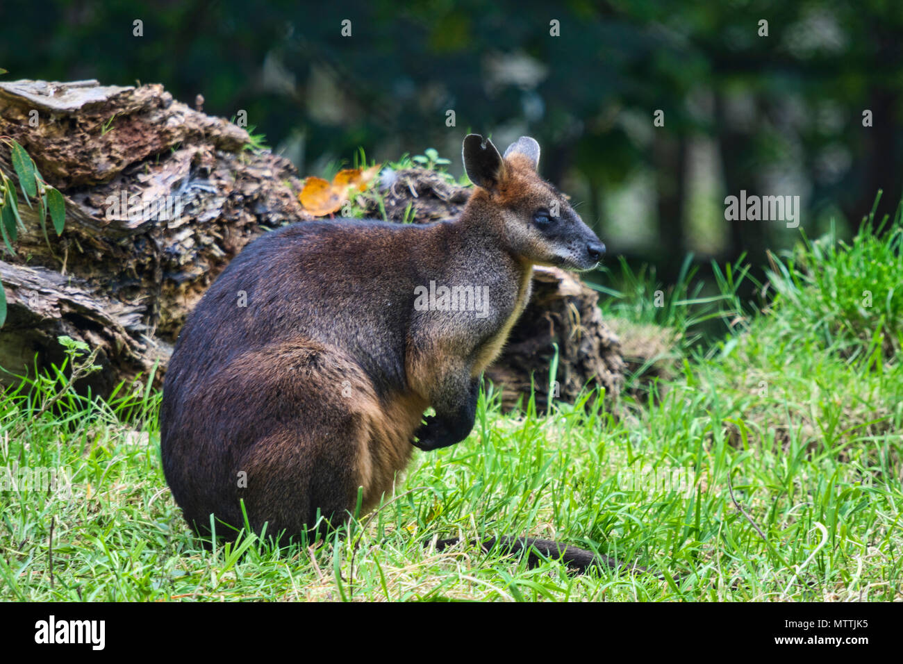 Swamp Wallaby at Edinburgh zoo, Edinburgh, Scotland, UK Stock Photo - Alamy
