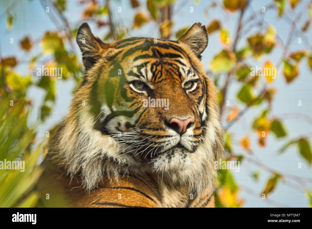 Sumatran Tiger at Edinburgh zoo, Edinburgh, Scotland, UK Stock Photo ...