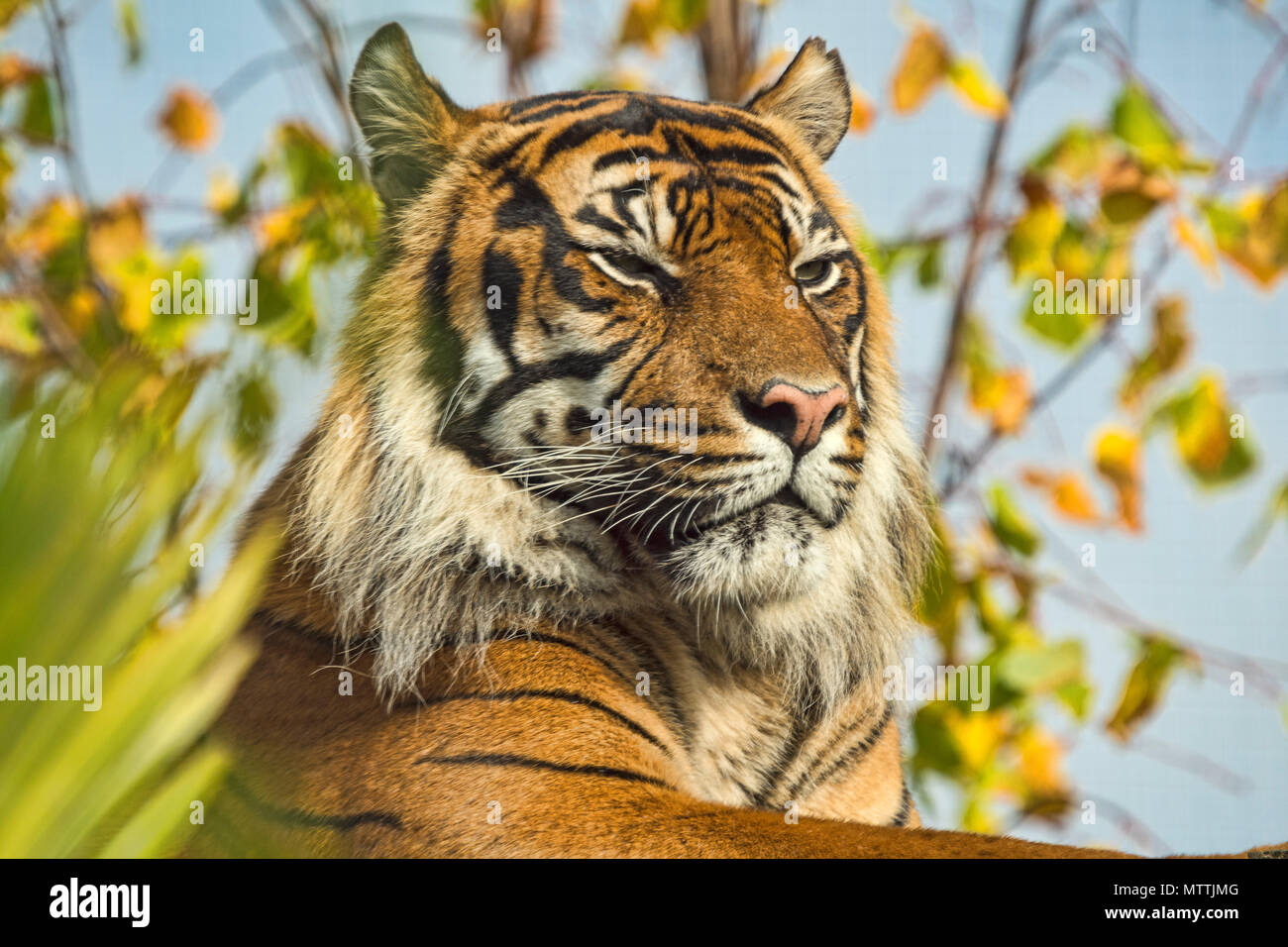 Sumatran Tiger at Edinburgh zoo, Edinburgh, Scotland, UK Stock Photo ...
