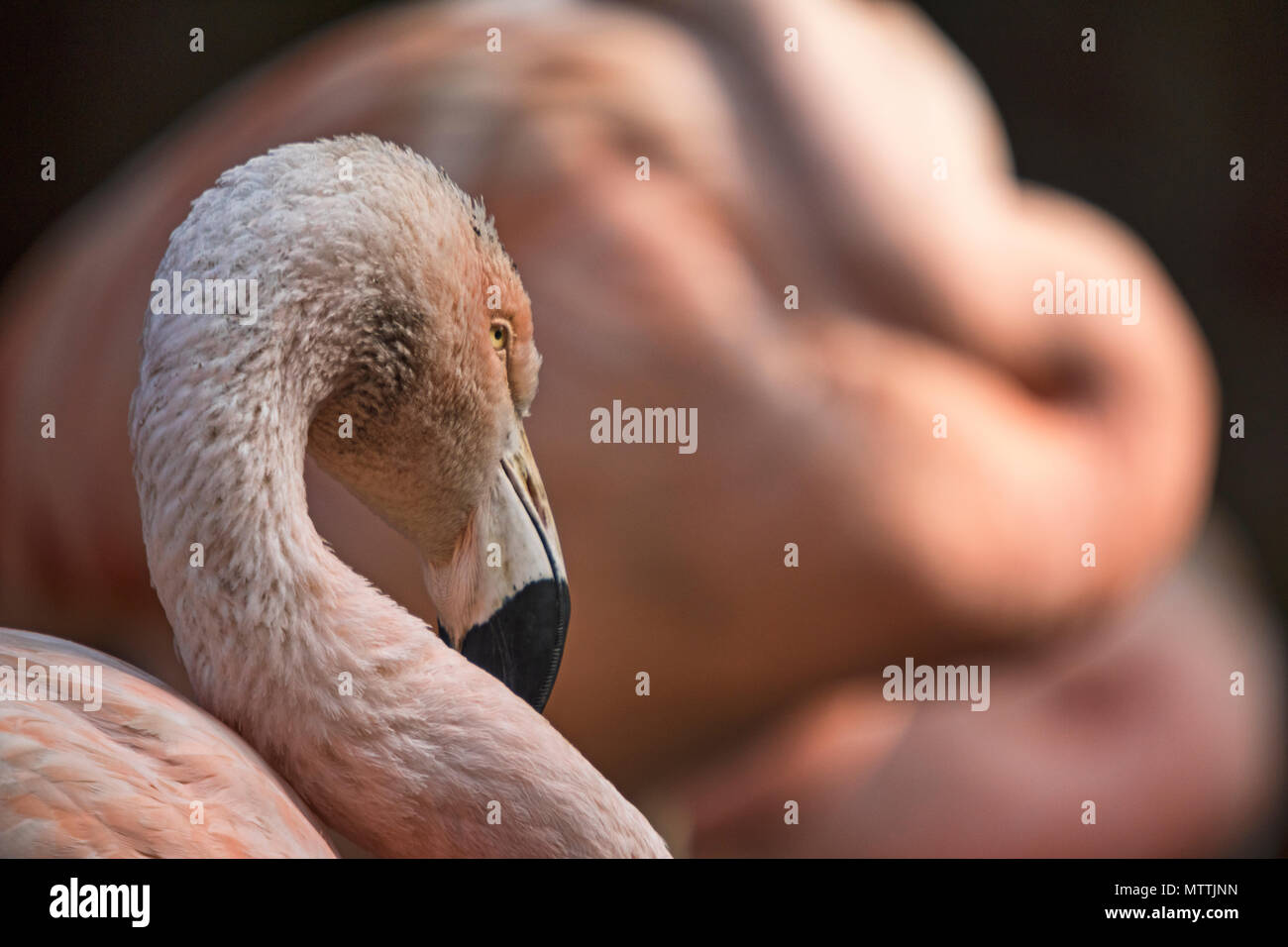 Flamingo close up hi-res stock photography and images - Alamy