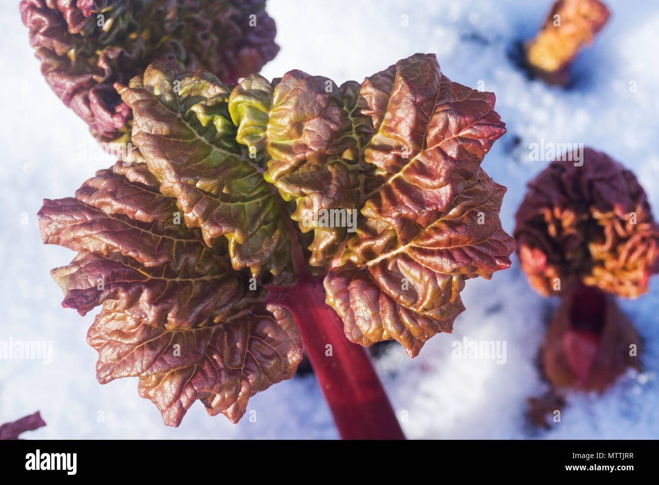 Early rhubarb shoots coming through snow in Scotland, UK Stock Photo ...