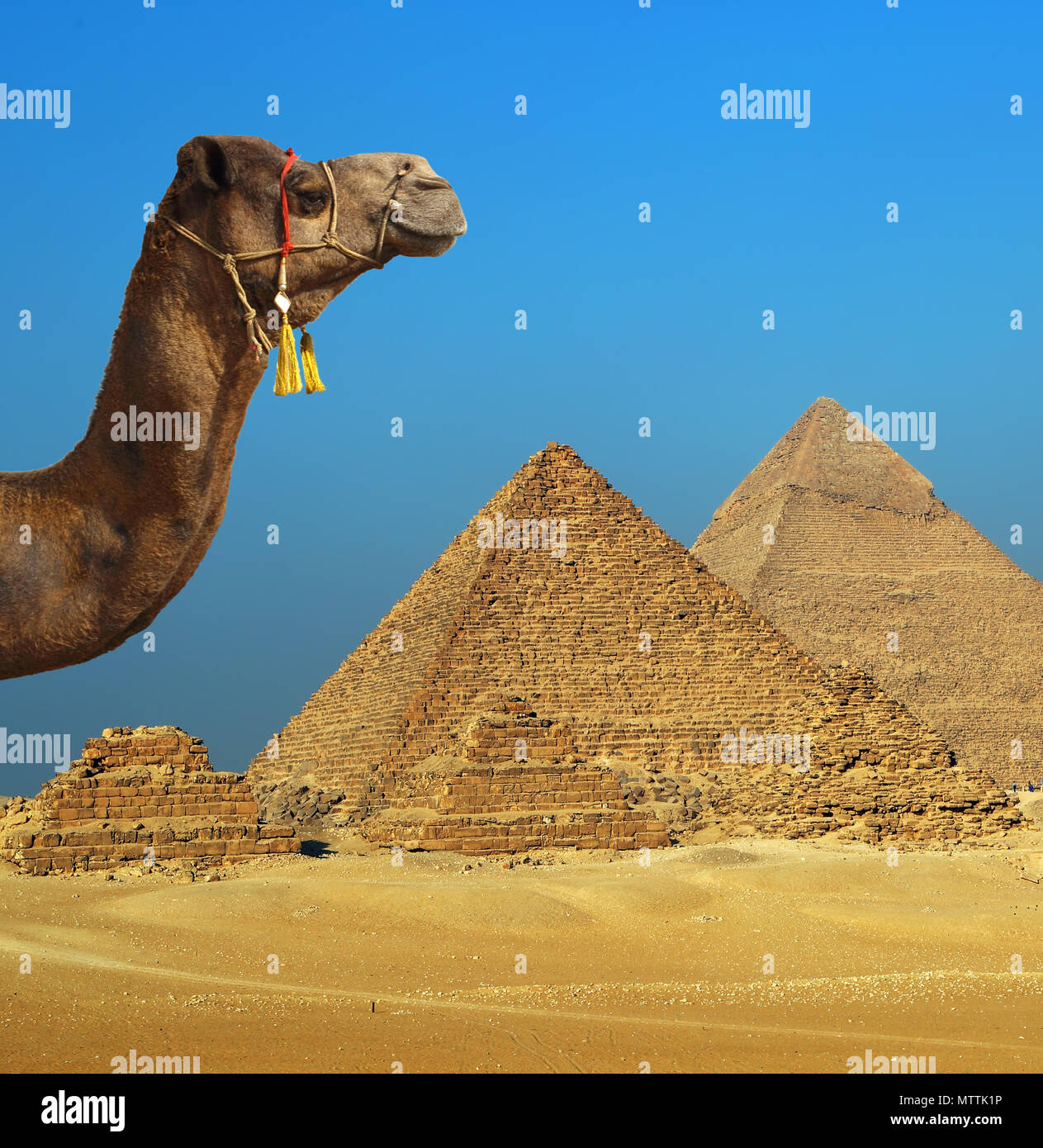 Camel in front of pyramid hi-res stock photography and images - Alamy