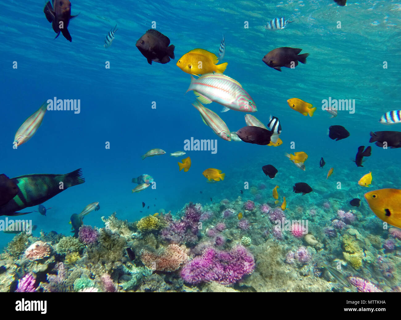 Coral and fish in the Red Sea - Egypt Stock Photo - Alamy