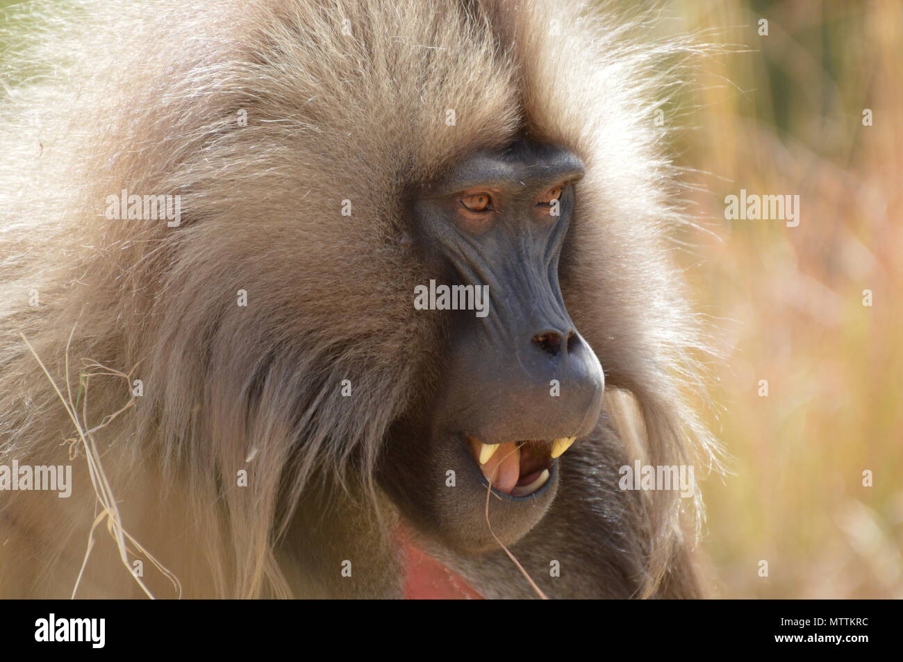 Ethiopia baboons hi-res stock photography and images - Alamy