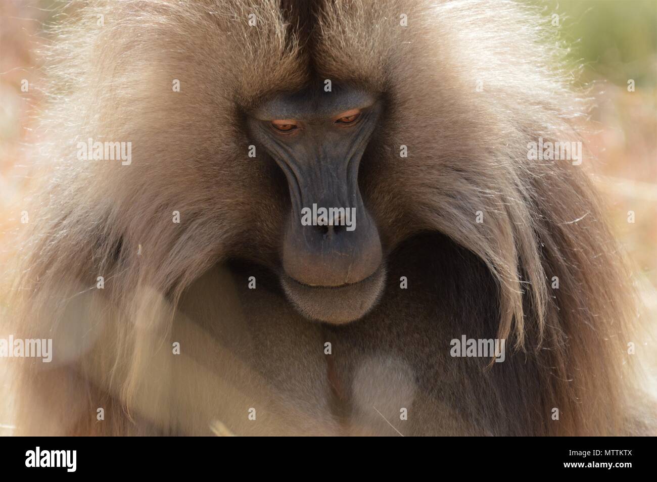 Ethiopia baboons hi-res stock photography and images - Alamy