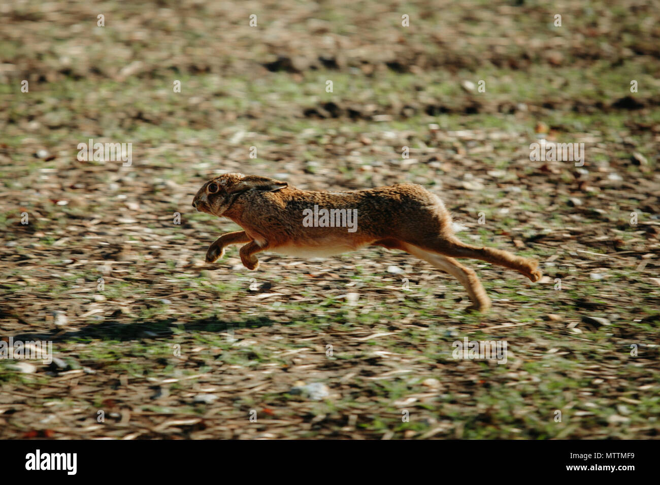 Hare shoot hi-res stock photography and images - Alamy