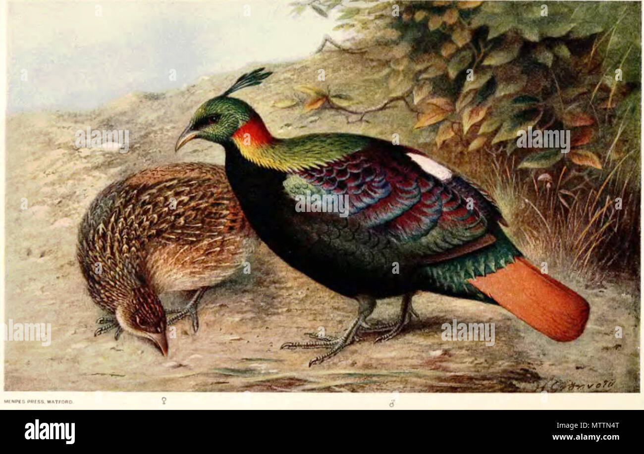 Impeyan Pheasant Female