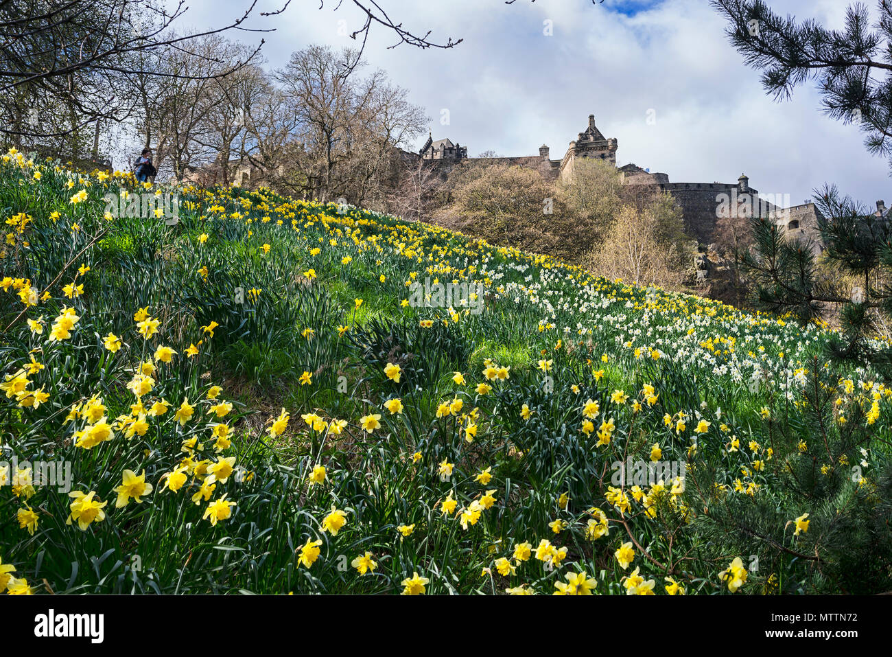 Edinburgh castle, Daffodils, spring, embankment, Princes street gardens ...