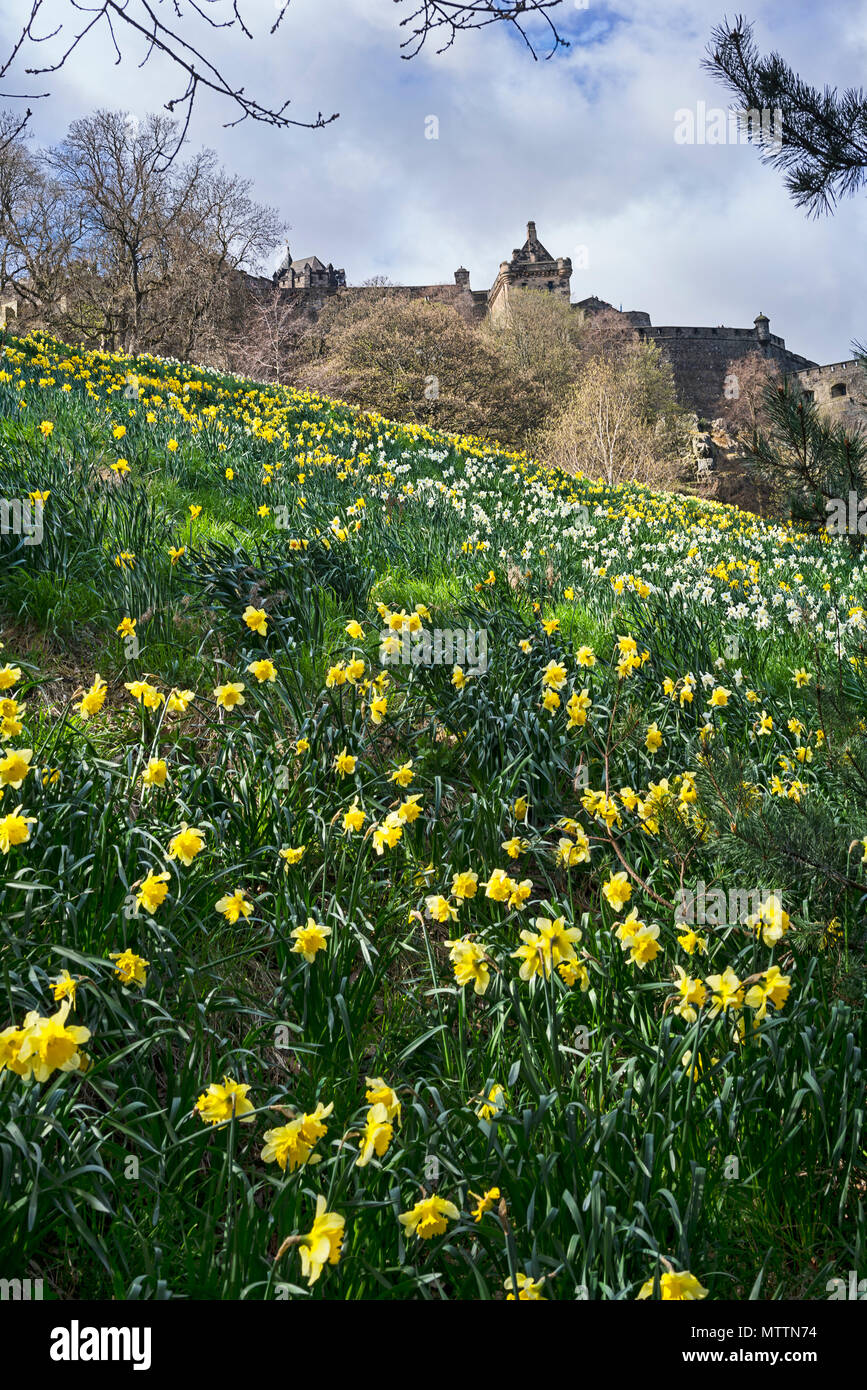Edinburgh castle, Daffodils, spring, embankment, Princes street gardens ...