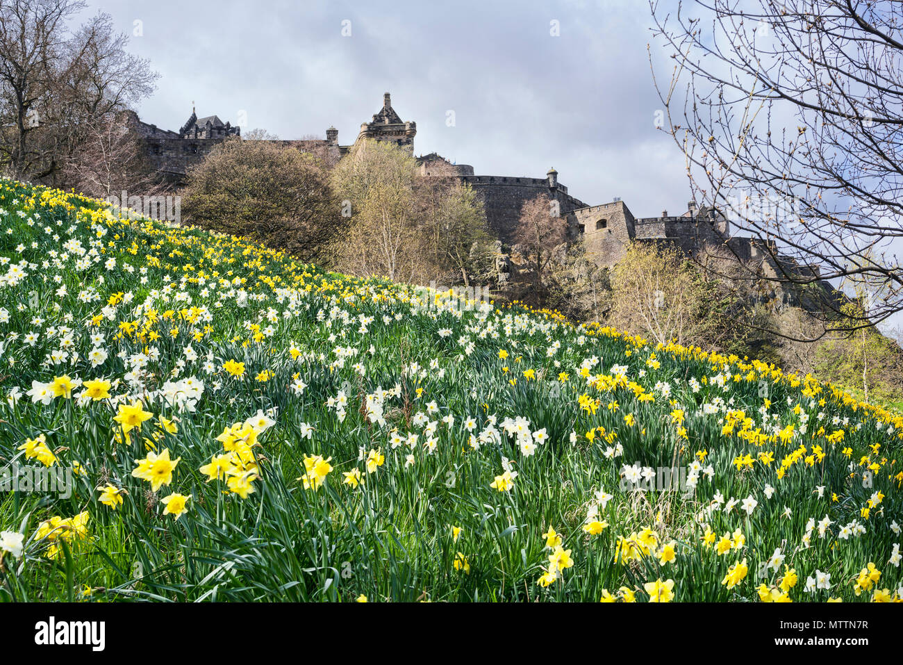 Edinburgh castle, Daffodils, spring, embankment, Princes street gardens ...