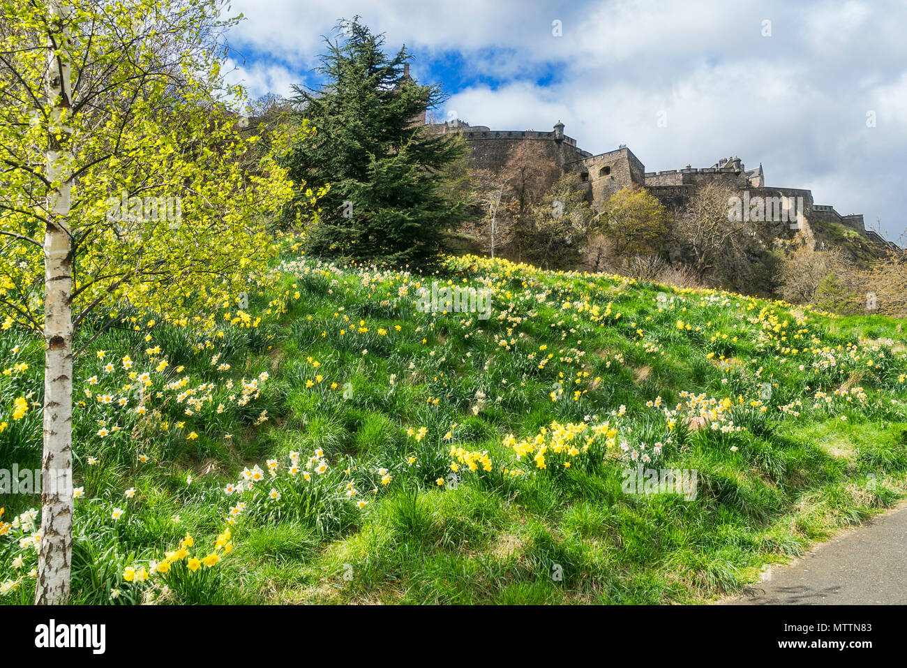 Edinburgh castle, Daffodils, spring, embankment, Princes street gardens ...