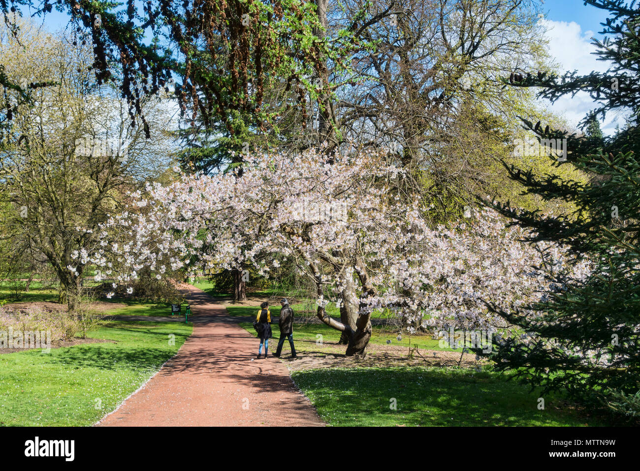 Azalias and rhododendrons hi-res stock photography and images - Alamy