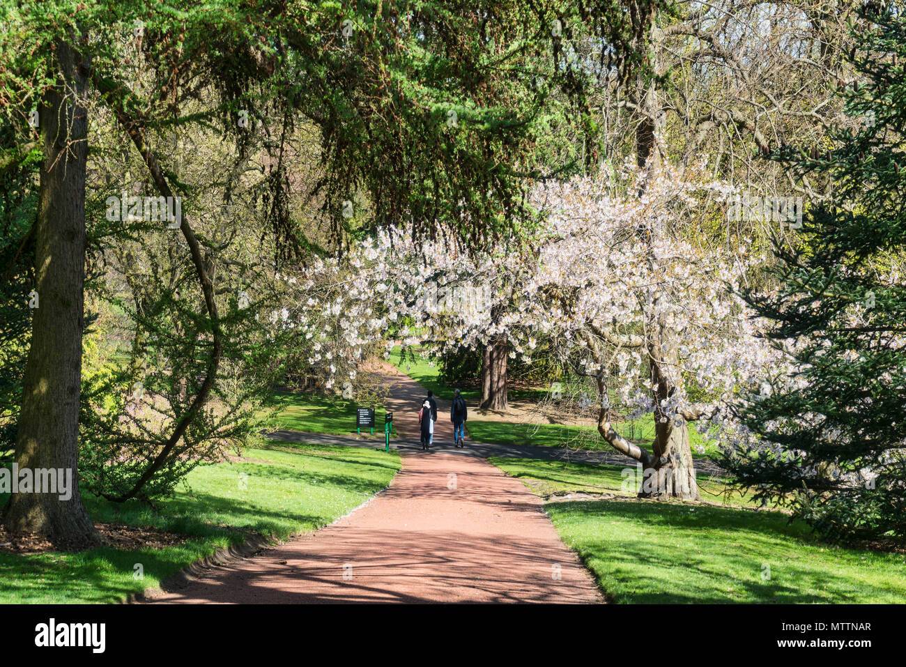 Azalias and rhododendrons hi-res stock photography and images - Alamy